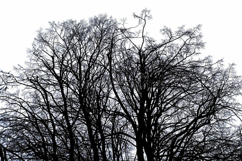 Crown Of A Bare Elm Tree, Black On White Stock Image - Image of park ...