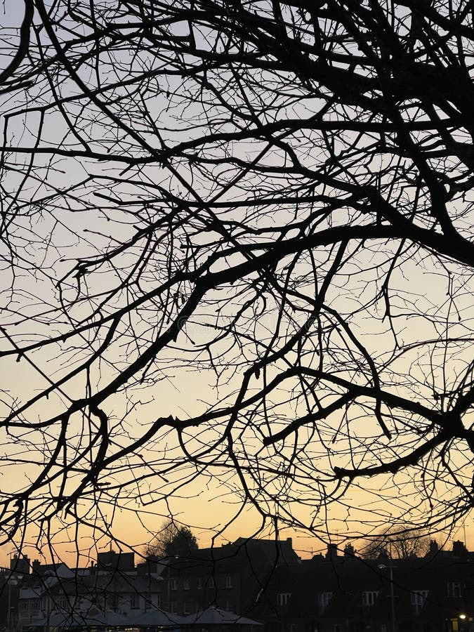 Silhouette of Branches of a Tree Against Sunset Sky Stock Photo - Image ...