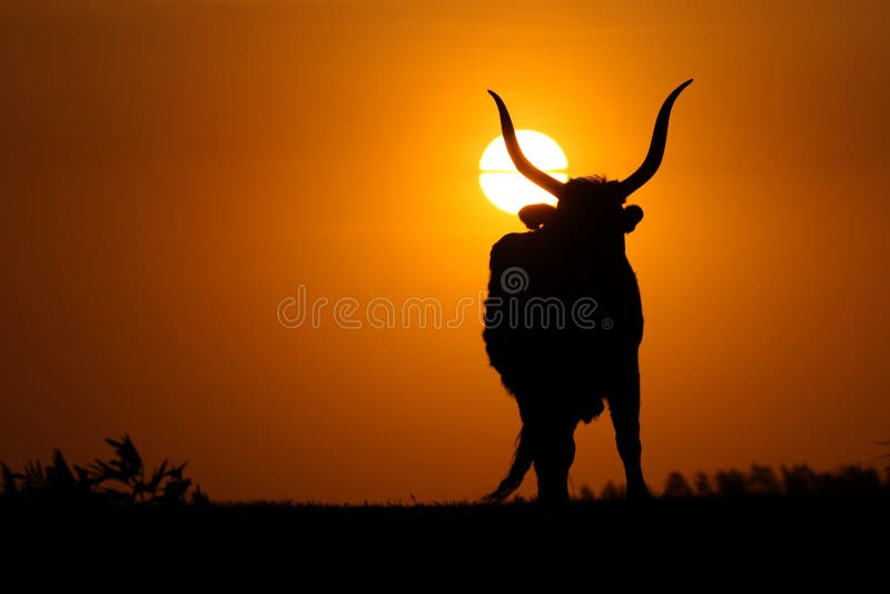 3,057 Bull Silhouette Stock Photos - Free & Royalty-Free Stock Photos ...