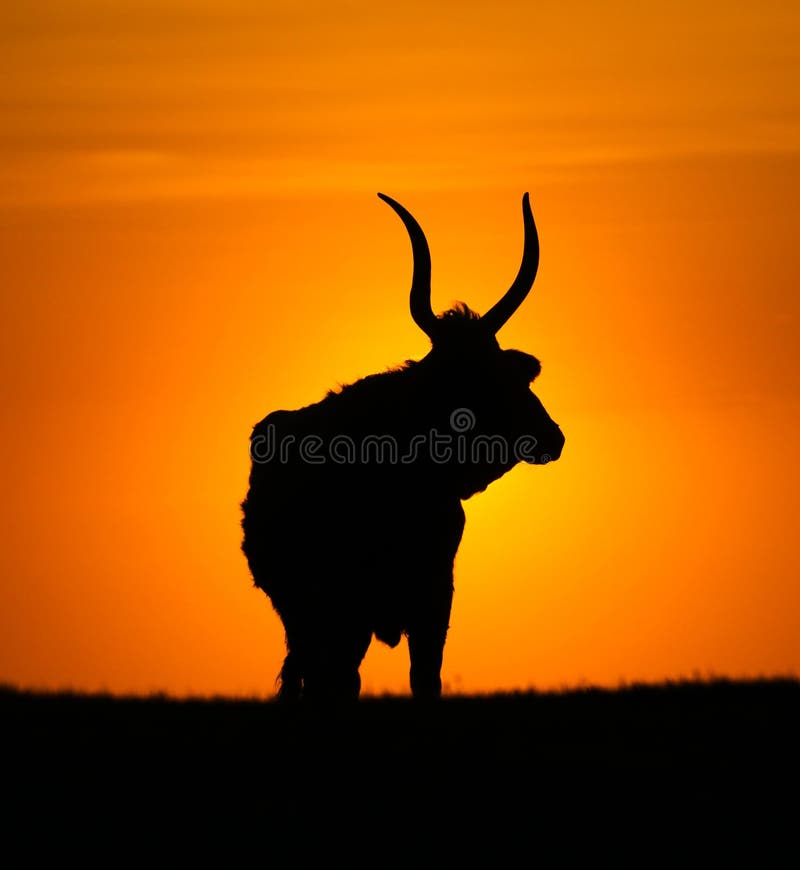 Silhouette of Bull on Sunset Stock Photo - Image of country, andalucia ...