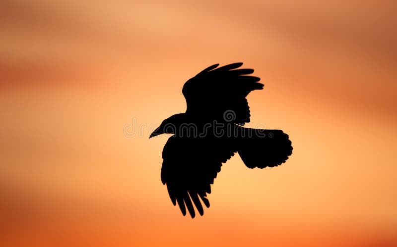 Silhouette of Carrion Crow in Flight at Sunset Stock Image - Image of ...