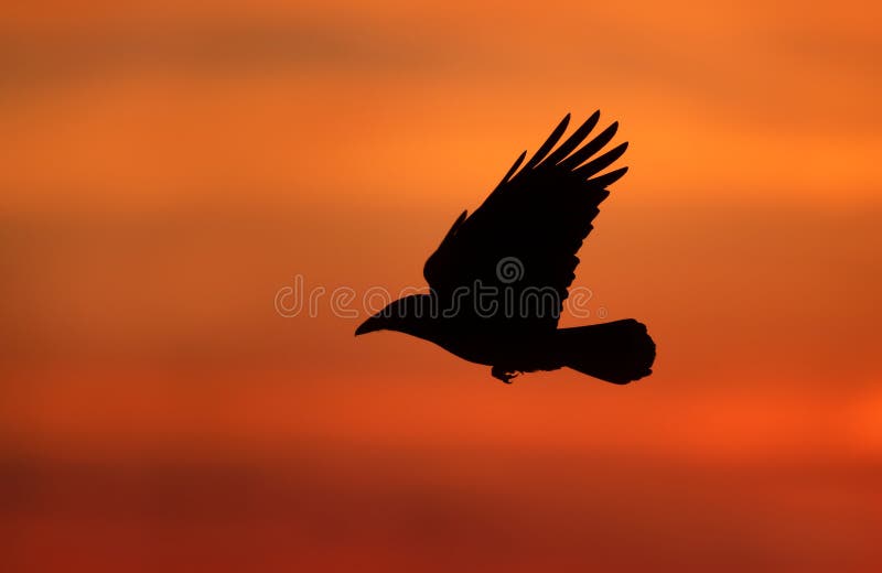 Silhouette of Carrion Crow in Flight at Sunset Stock Photo - Image of ...