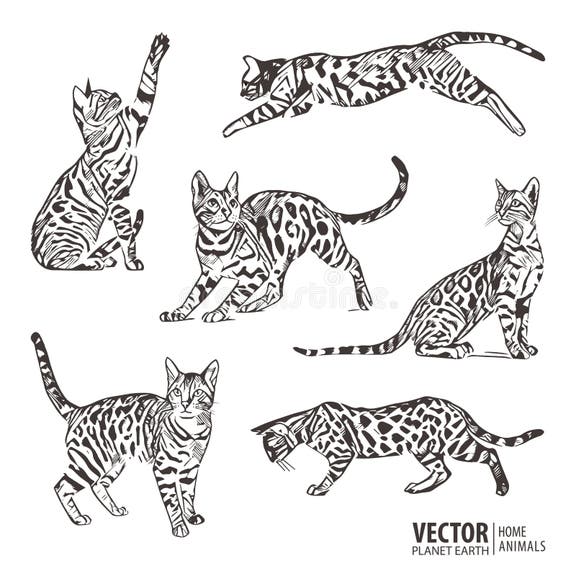 Cat Movement Stock Illustrations – 2,212 Cat Movement Stock ...