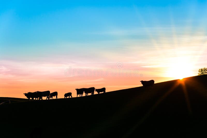 14,675 Cattle Sunset Stock Photos - Free & Royalty-Free Stock Photos ...