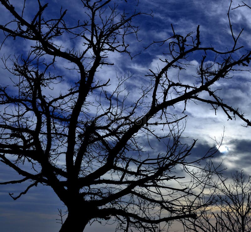 Silhouette of Chestnut Tree Under Intense Sky of Dawn Stock Photo ...