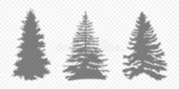 Redwood Trees Silhouette Stock Illustrations – 310 Redwood Trees ...