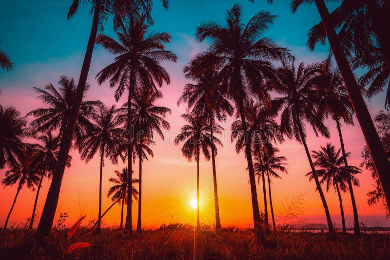 Silhouette Coconut Palm Trees on Beach at Sunset. Stock Photo - Image ...