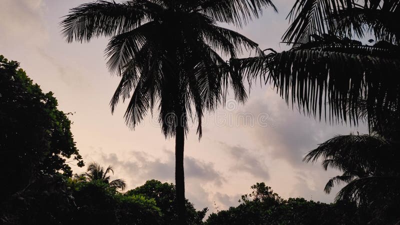 Silhouette of Coconut Tree and Dry Trees on a Beautiful Morning Stock ...