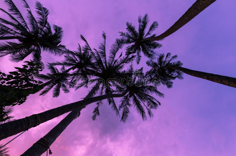Silhouette coconut tree stock photo. Image of view, coconut - 48375452