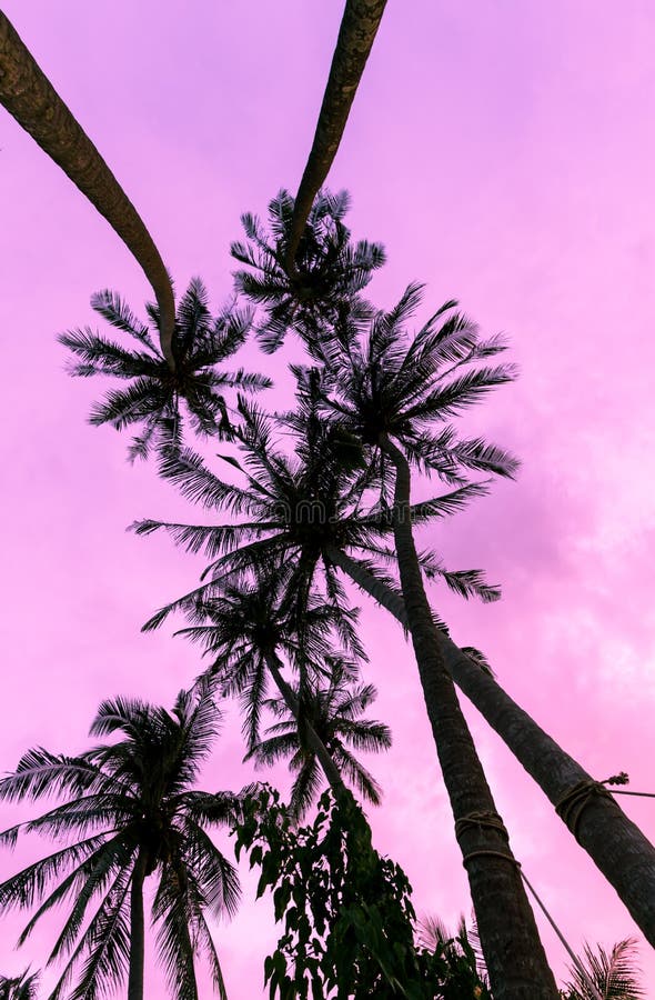 Silhouette coconut tree stock image. Image of silhouette - 48391417