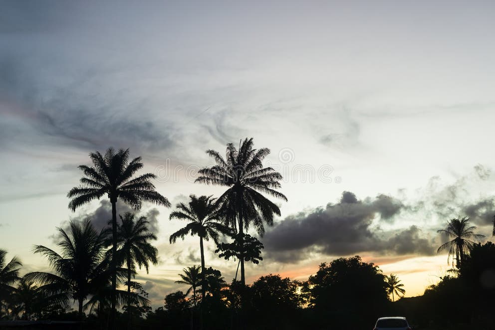 Silhouette of Coconut Trees at Sunset Stock Photo - Image of bahia ...
