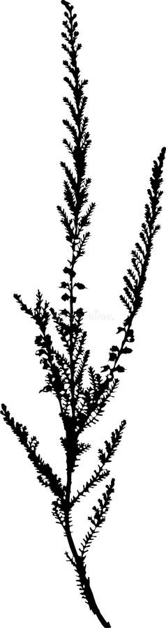 Calluna Vulgaris Flower Stock Illustrations – 54 Calluna Vulgaris ...