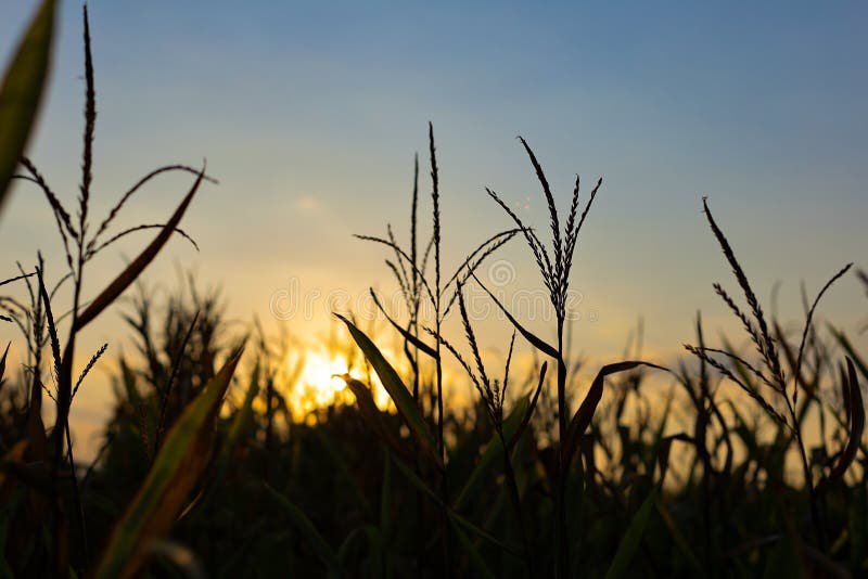 Silhouette of Corn Plants and Evening Light Stock Photo - Image of ...
