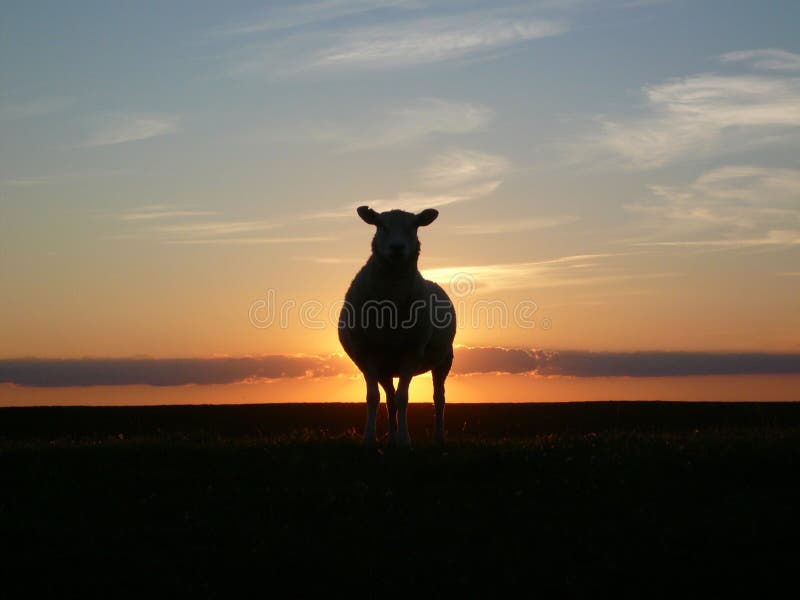 Silhouette Of Cow During Sunset Picture. Image: 89442454