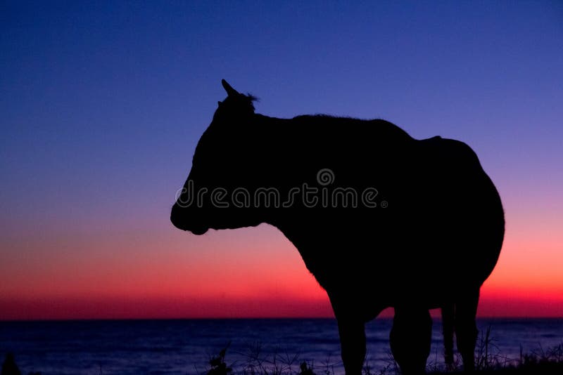 Silhouette Of Cow During Sunset Picture. Image: 89442454