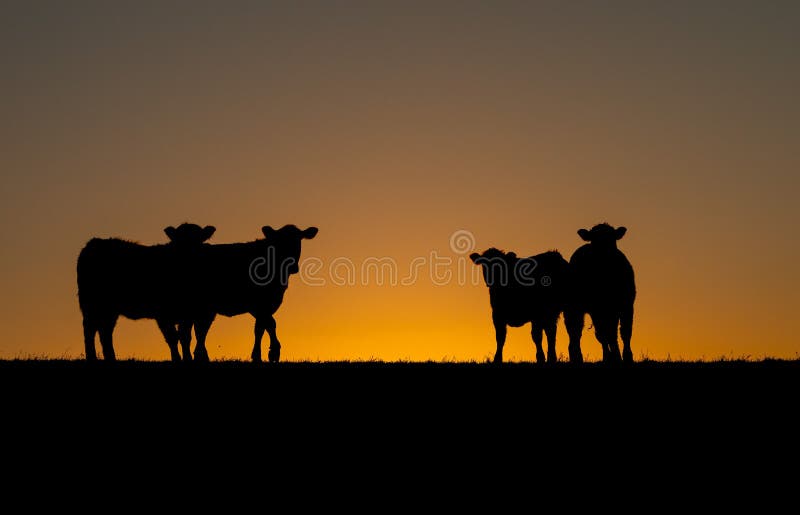 Silhouette of Cows on the Hill at Sunset Stock Image - Image of evening ...