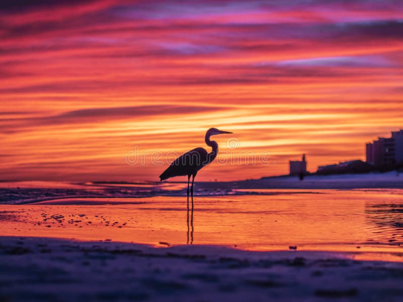 Silhouette of a Crane on the Beach at Sunset Stock Photo - Image of ...