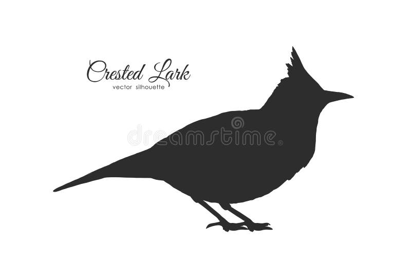 Lark Bird Drawing Stock Illustrations – 195 Lark Bird Drawing Stock ...