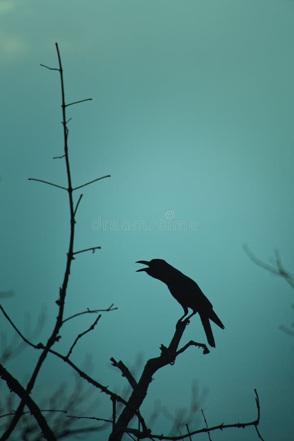 Silhouette of a Crow on a Bare Branch Against the Evening Sky Stock ...