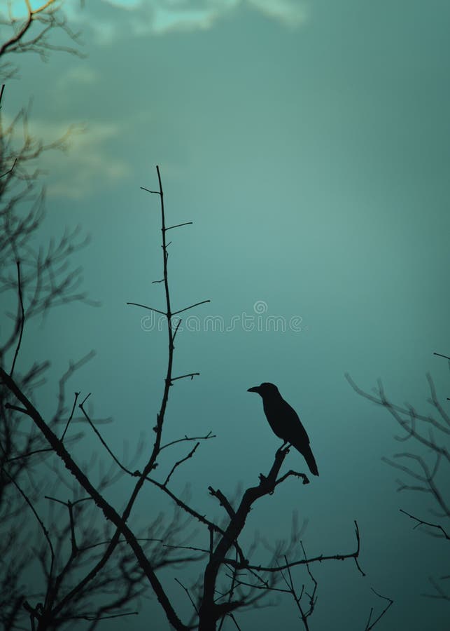 Silhouette of a Crow on a Bare Branch Against the Evening Sky Stock ...