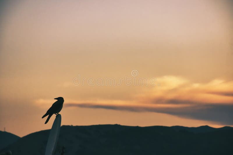 Silhouette of a Crow or Bird on the Sunset Stock Photo - Image of bird ...