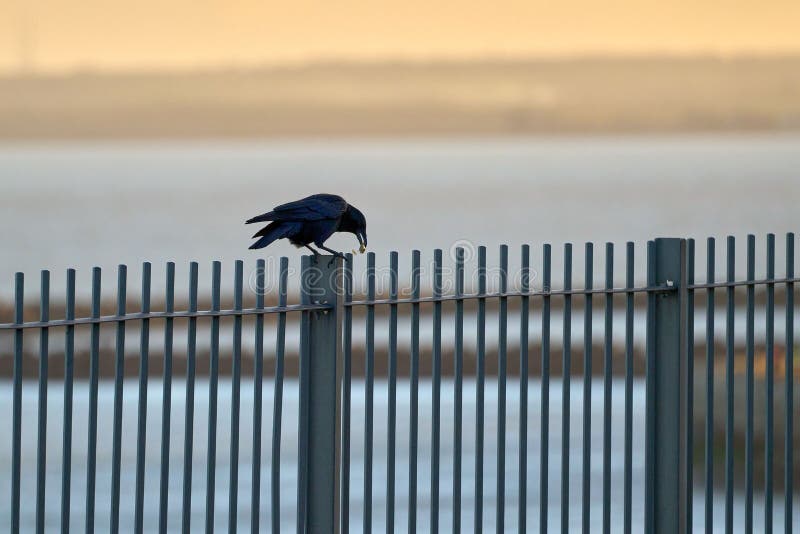 325 Crow Gate Stock Photos - Free & Royalty-Free Stock Photos from ...