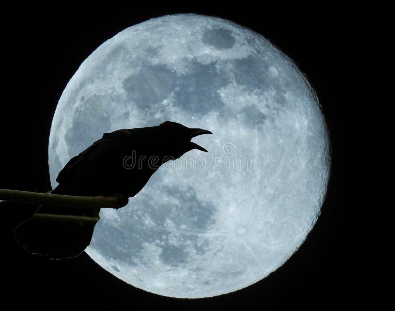 Silhouette of a Crow in Front of a Full Moon Stock Image - Image of ...