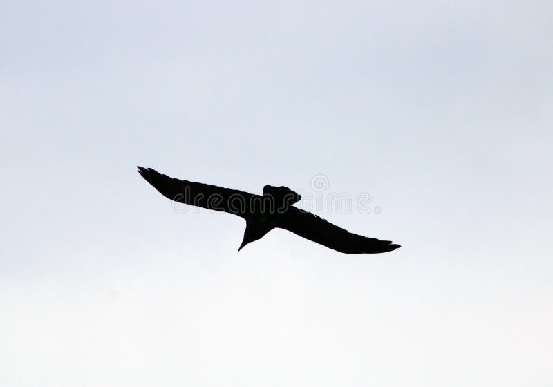 Silhouette of a crow stock photo. Image of wing, corvus - 214957218