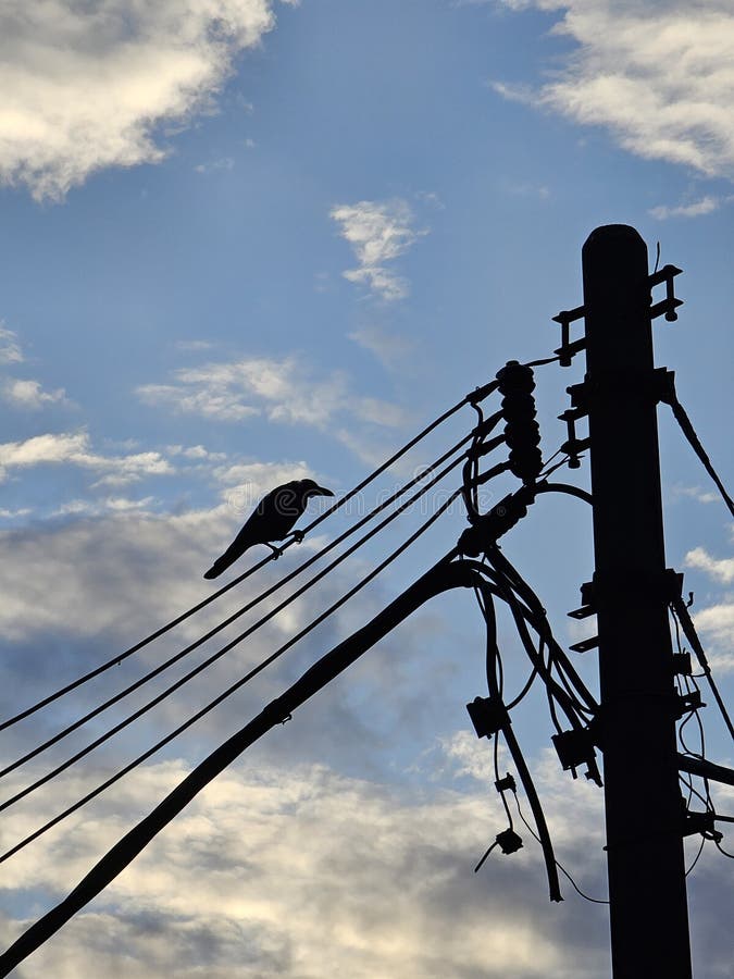 Silhouette of a Crow Sitting on the Wire in the Sky. Bird on the Wires ...
