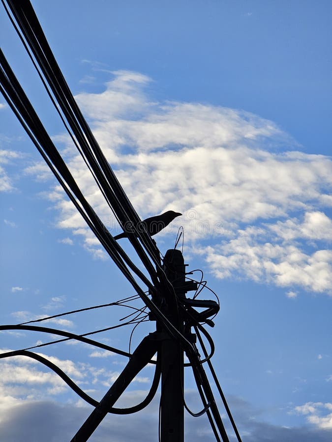 Silhouette of a Crow Sitting on the Wire in the Sky. Bird on the Wires ...