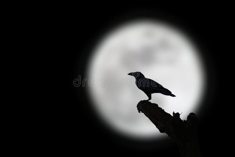 Silhouette of a Crow Standing on a Branch in Full Moon Night Stock ...
