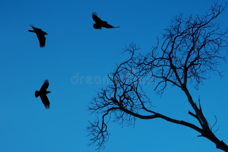 Sunset Crows stock image. Image of sunset, evening, beautiful - 4821019