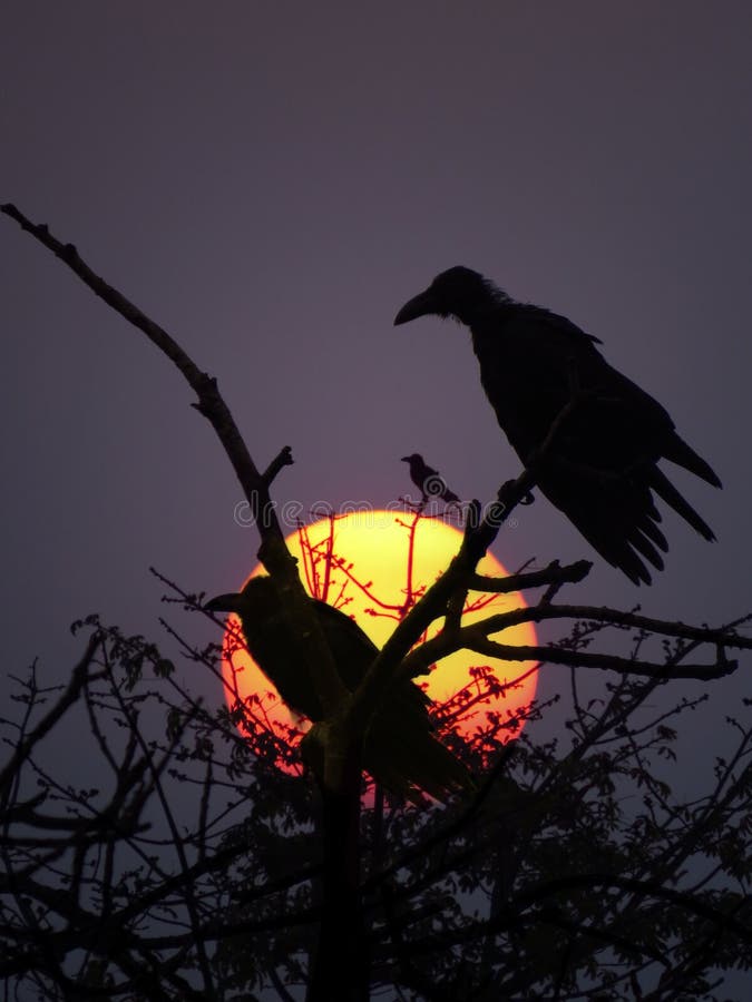 Sunset of the Crows stock image. Image of morning, bird - 220660223