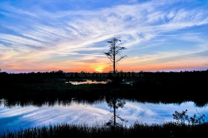 Silhouette of a Cypress Tree in the Swamp Sunset Stock Image - Image of ...