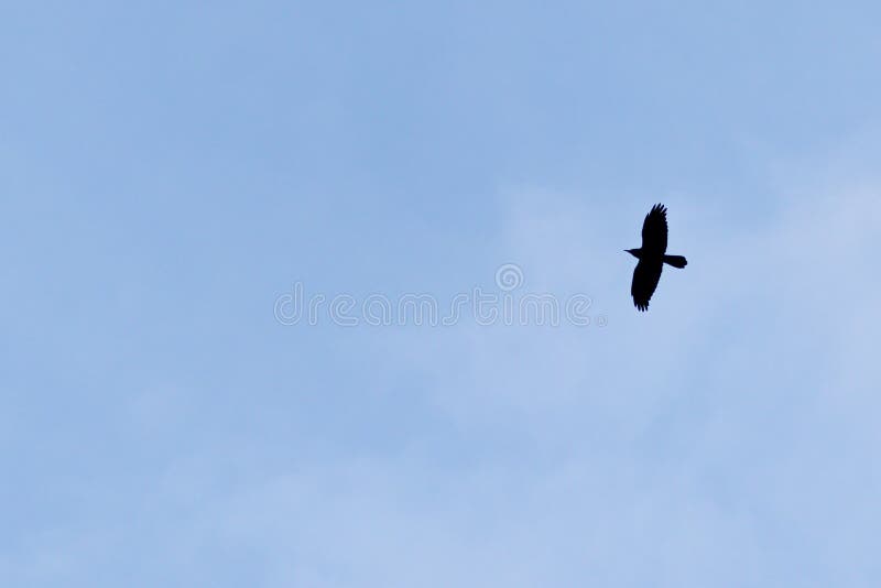 Silhouette D'un Corbeau Volant Dans Le Ciel Photo stock - Image du ...