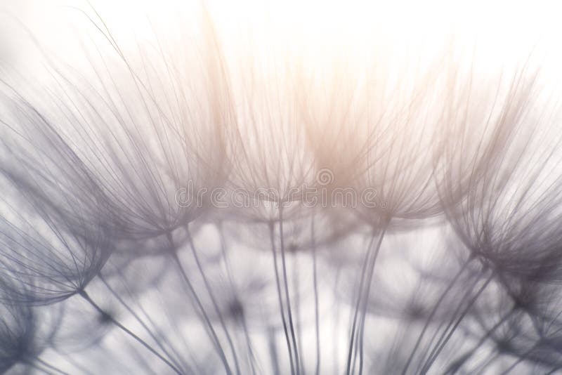 Silhouette of Dandelion Fluff Stock Photo - Image of graphic, detail ...