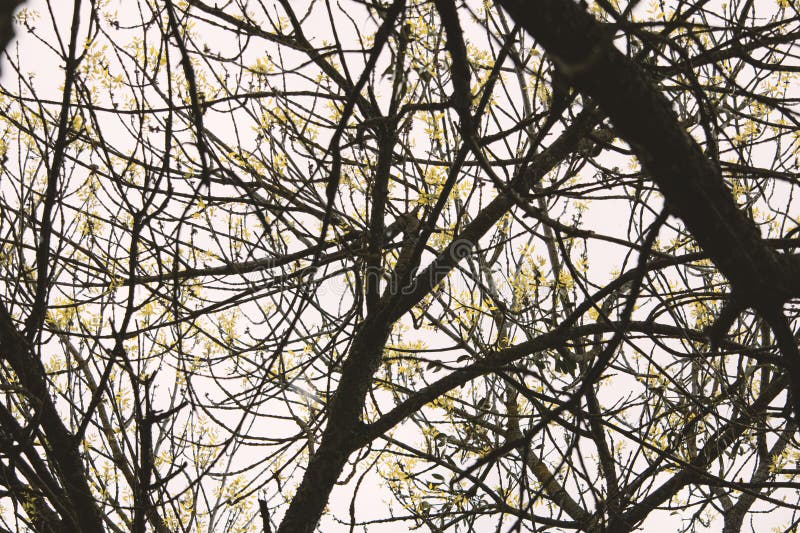 Silhouette of Dark Tree Branches with Moss and Small Leaves in Spring ...