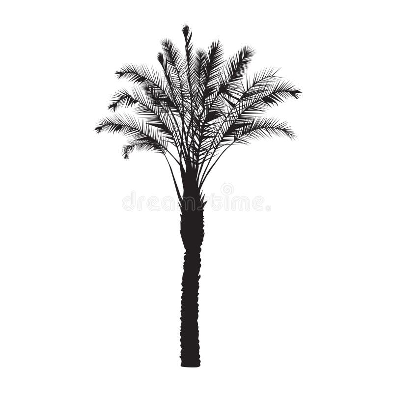 Date Palm Tree Drawing Stock Illustrations – 1,234 Date Palm Tree ...