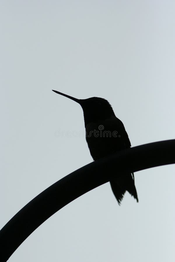 Silhouette de colibri image stock. Image du noir, extérieur - 6375207