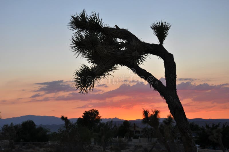 Silhouette de Joshua Tree image stock. Image du chauffer - 32670501