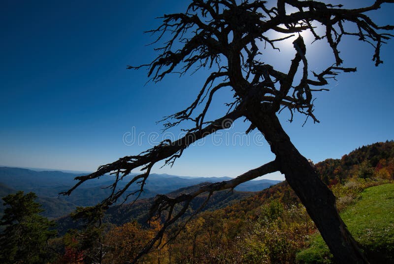 A Silhouette of a Dead Pine Tree in the Mountains. Stock Image - Image of mountains, nature ...