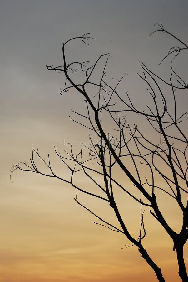 Silhouette Dead tree stock image. Image of color, black - 24879349