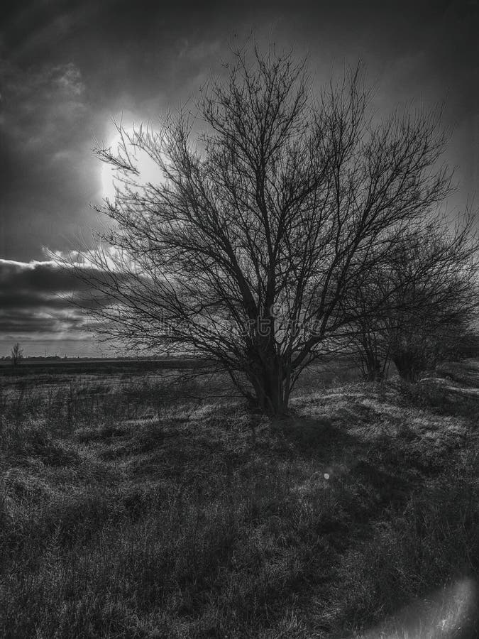 624 Lonely Dry Dead Tree Horror Background Stock Photos - Free ...
