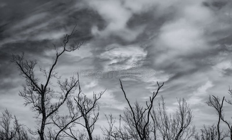 Silhouette Dead Tree and Branch on Grey Sky Background. Black Branches ...