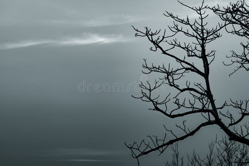 Silhouette Dead Tree on Dark Dramatic Grey Sky and Clouds Background ...