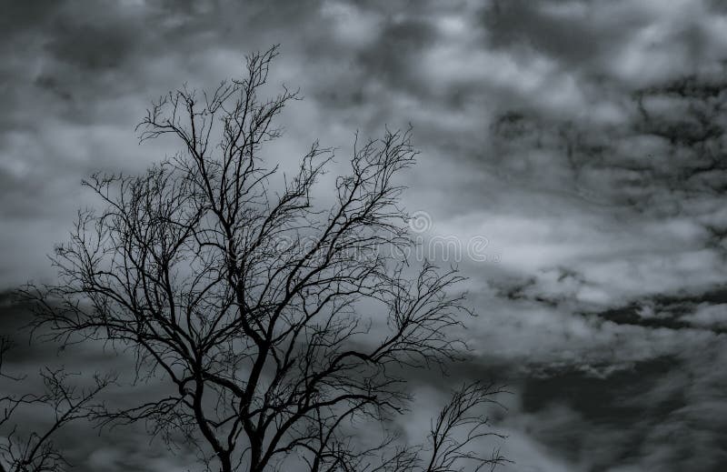 Silhouette Dead Tree on Dark Dramatic Sky and White Clouds Background ...