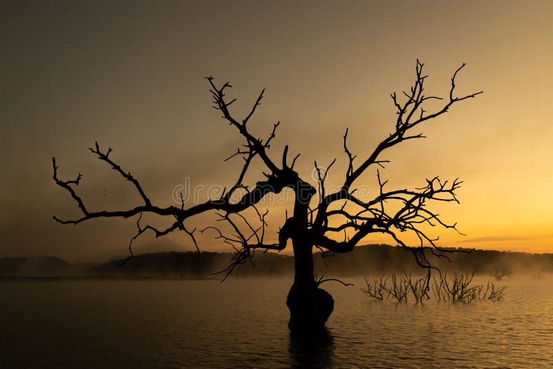 Silhouette of a Dead Tree in a Reflective Lake during Sunset in Fall ...