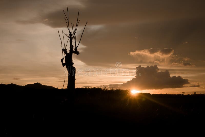 Silhouette of a Dead Tree in a Rice Field at Sunset Stock Photo - Image ...