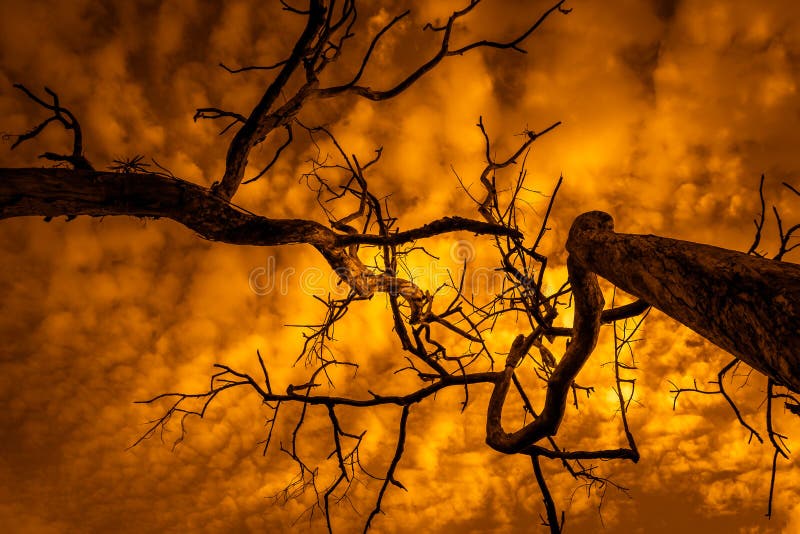 Silhouette of Dead Tree with Sky on Fire, Burnt Tree with Branches ...