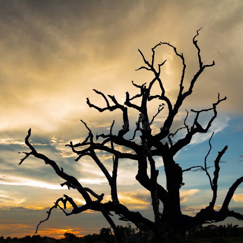 Silhouette Dead Tree at Sunset Stock Photo - Image of outdoor, death ...